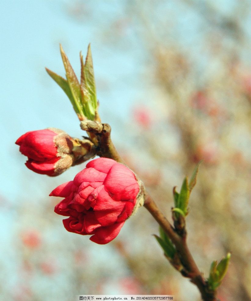 碧桃图片_其他_人物形象-图行天下素材网